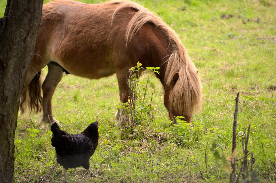 Animal Animals Pony - Free photo on Pixabay - Pixabay