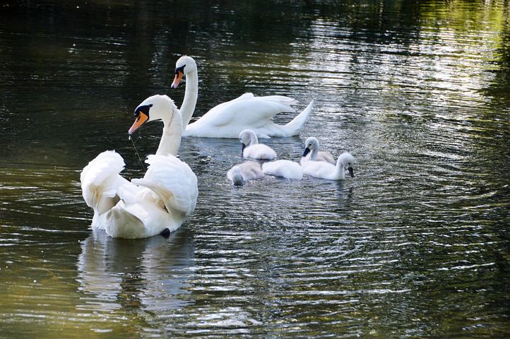 100+ Free Swan Baby & Swan Photos - Pixabay