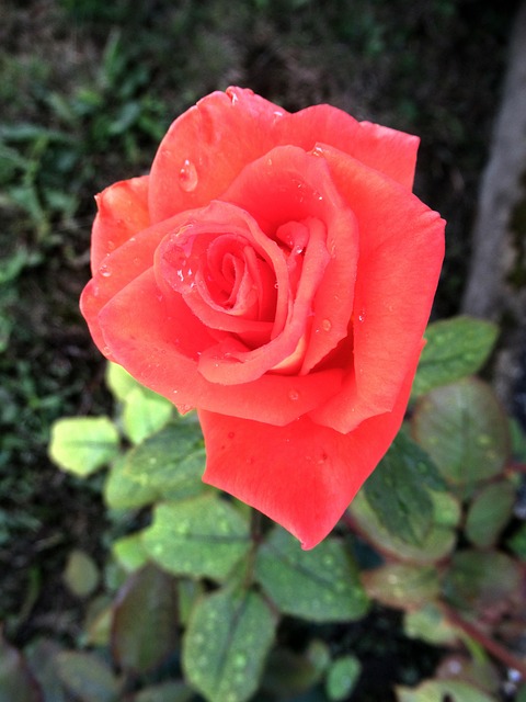 Flor Rose - Foto gratuita no Pixabay - Pixabay
