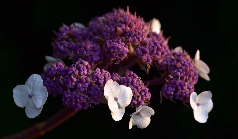 Hydrangea Taman Ungu - Foto gratis di Pixabay - Pixabay