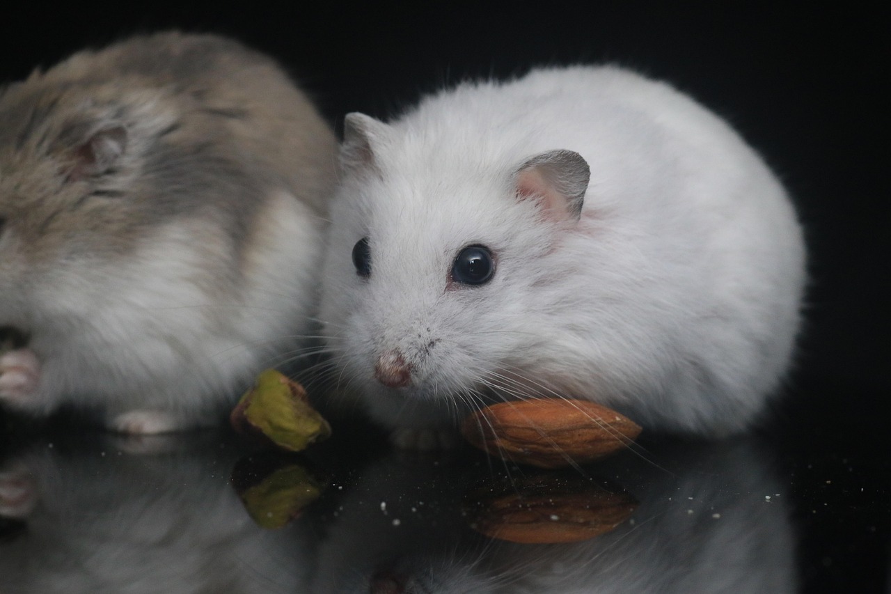 Hamster Pets Small - Free photo on Pixabay