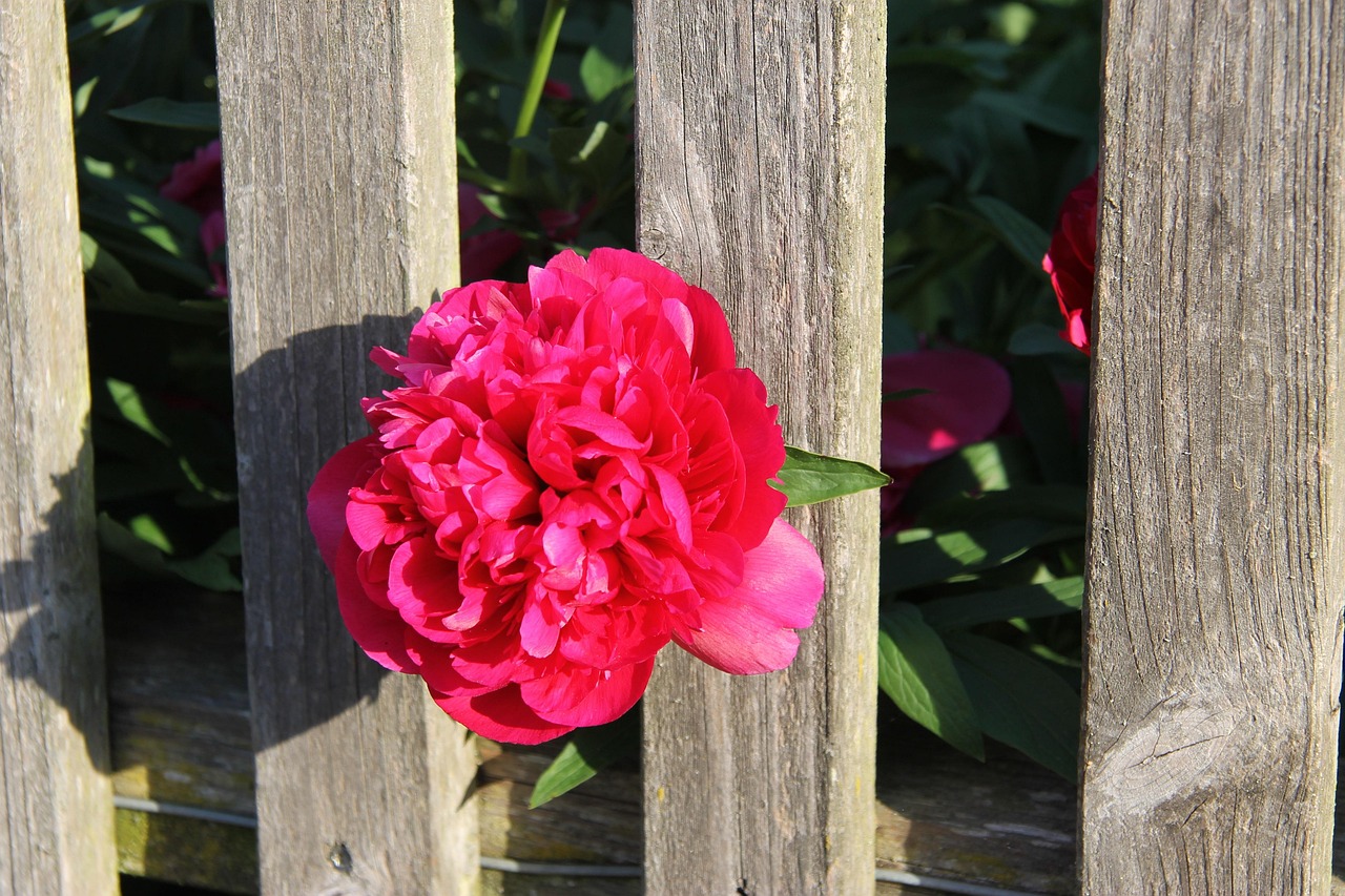 Pivoine Clôture Fleur - Photo gratuite sur Pixabay - Pixabay