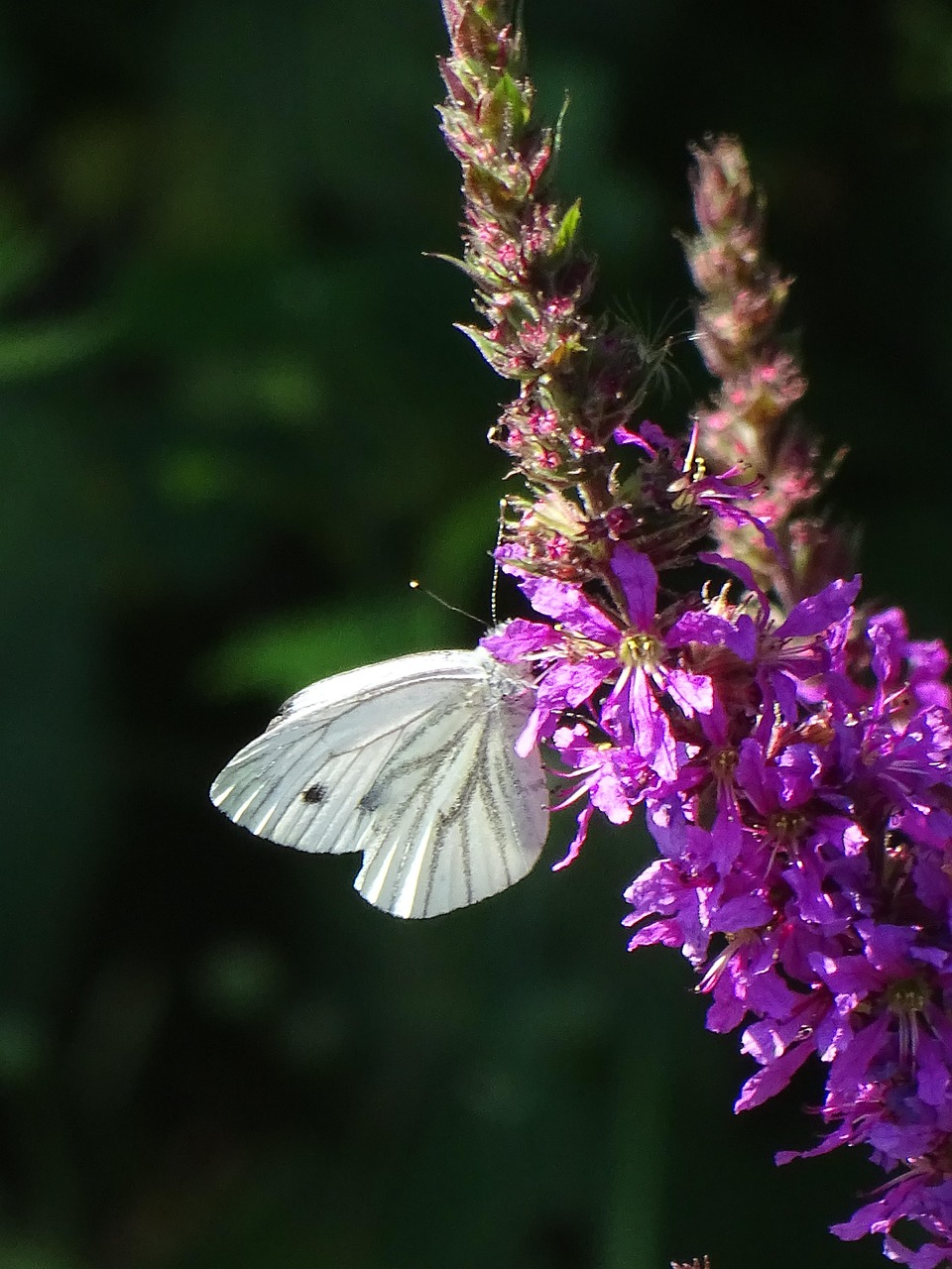 Papillon Nature - Photo gratuite sur Pixabay - Pixabay