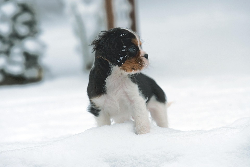 Dog Cavalier - Free photo on Pixabay - Pixabay