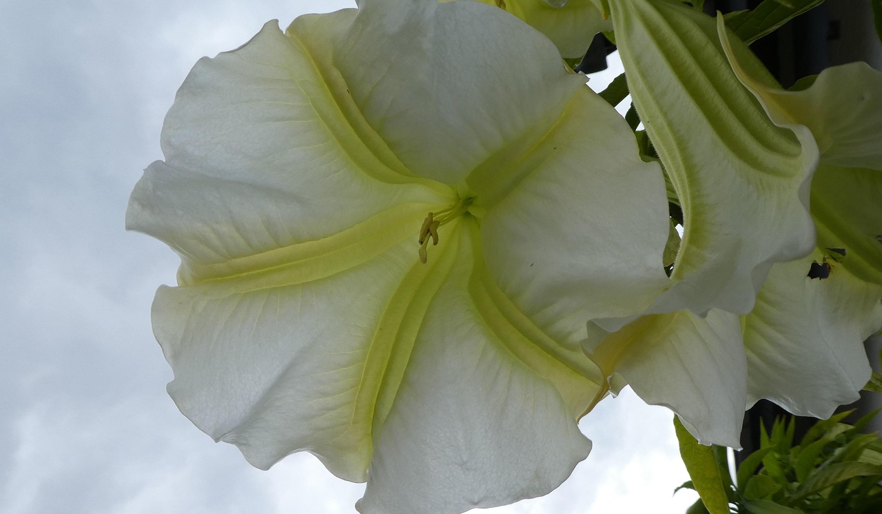 100+ Free Angel Trumpet & Trumpet Images - Pixabay