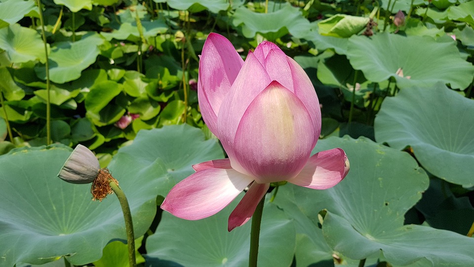 Lotus Feuille De Fleurs - Photo gratuite sur Pixabay - Pixabay