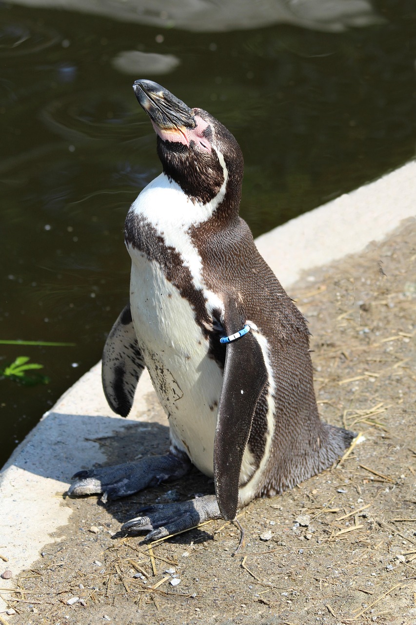 Penguin Zoo Planckendael - Free photo on Pixabay - Pixabay