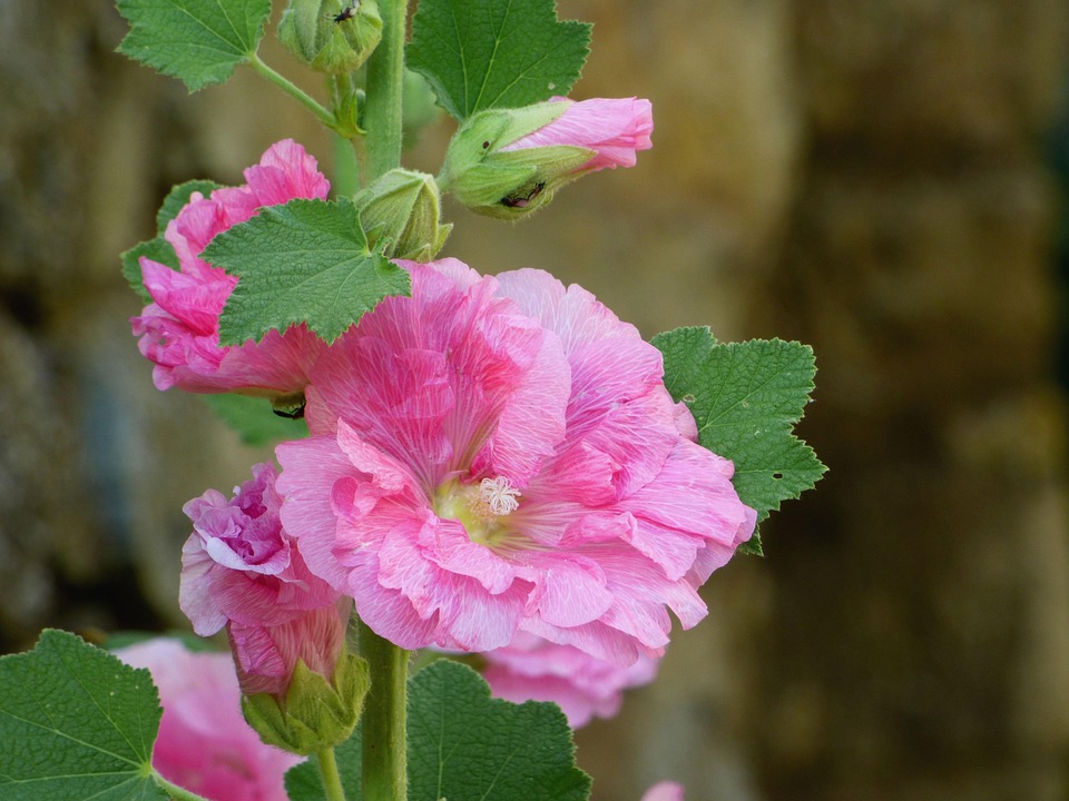 Pink Bunga Semacam Tumbuhan - Foto gratis di Pixabay - Pixabay