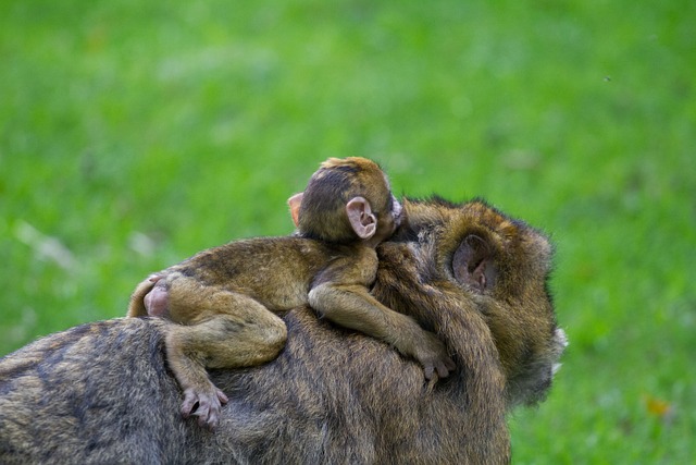 Mãe E Bebê Macaco Barbary - Foto gratuita no Pixabay - Pixabay