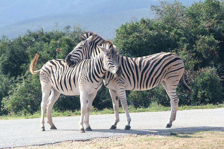 60+ Free Zebra Crossing & Crosswalk Images - Pixabay