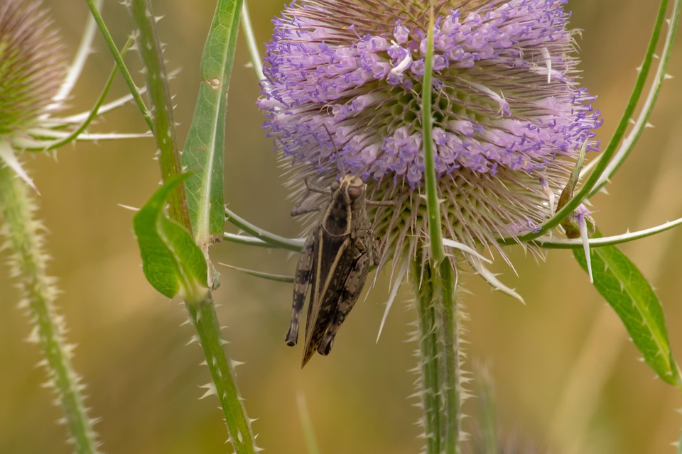 Insecto Saltamontes Salto De - Foto gratis en Pixabay - Pixabay