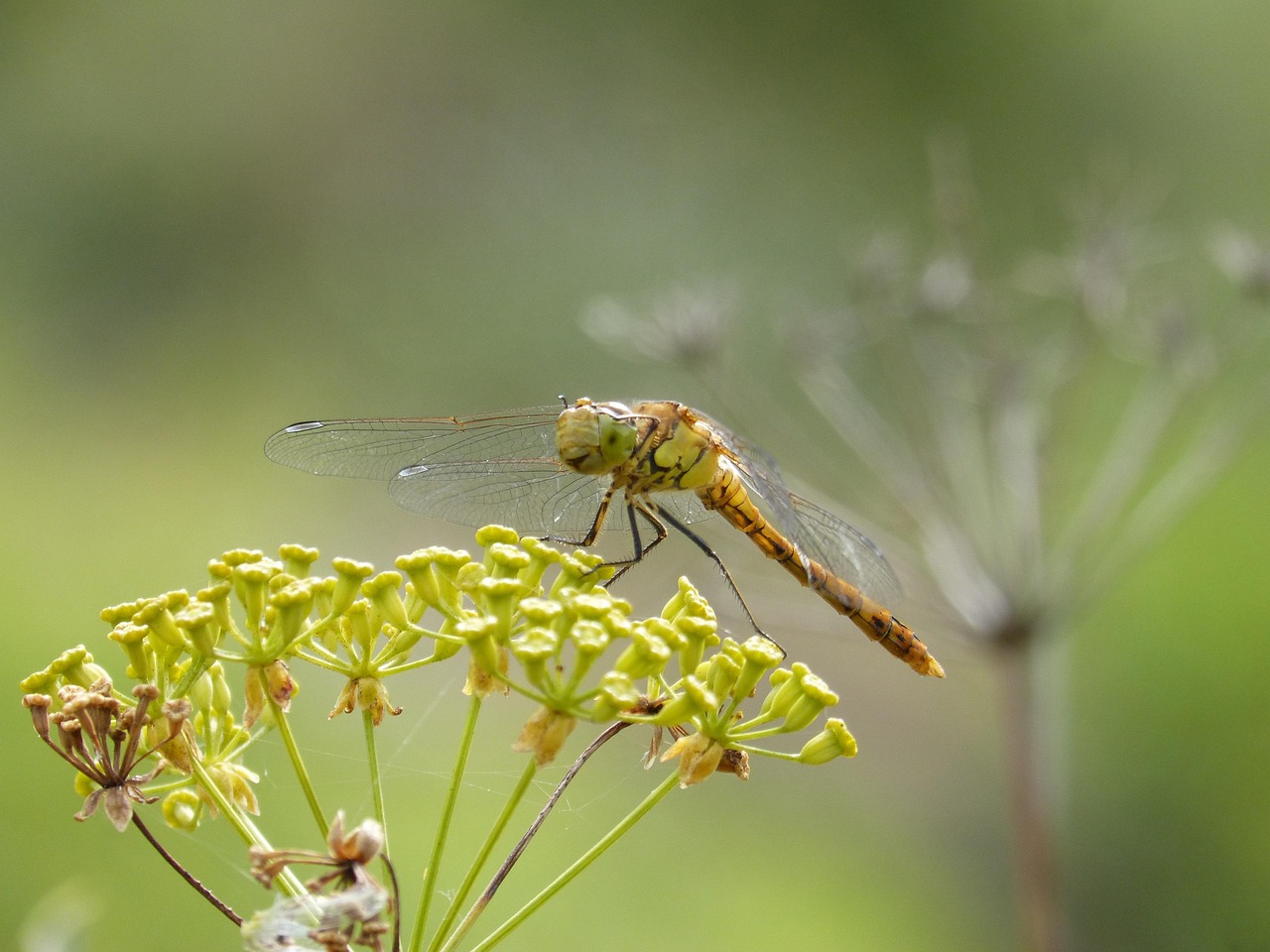Ibélula Libellule Jaune Détail - Photo gratuite sur Pixabay - Pixabay