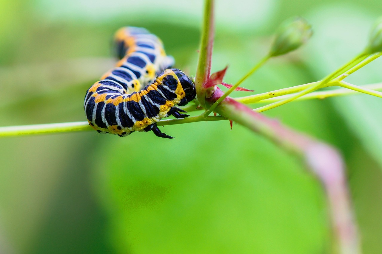Caterpillar Cos-Monk Cucullia - Free photo on Pixabay - Pixabay