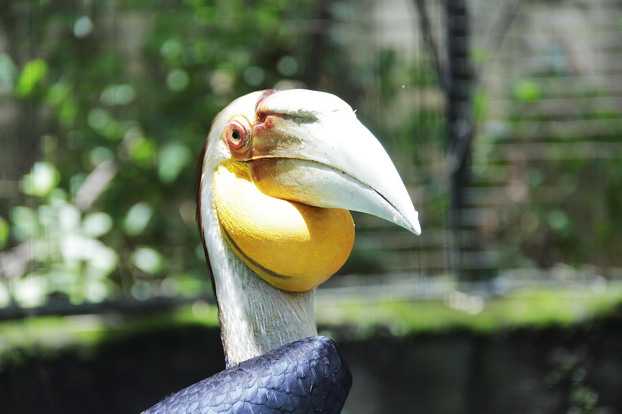 Pájaro Cálao Animal - Foto gratis en Pixabay - Pixabay
