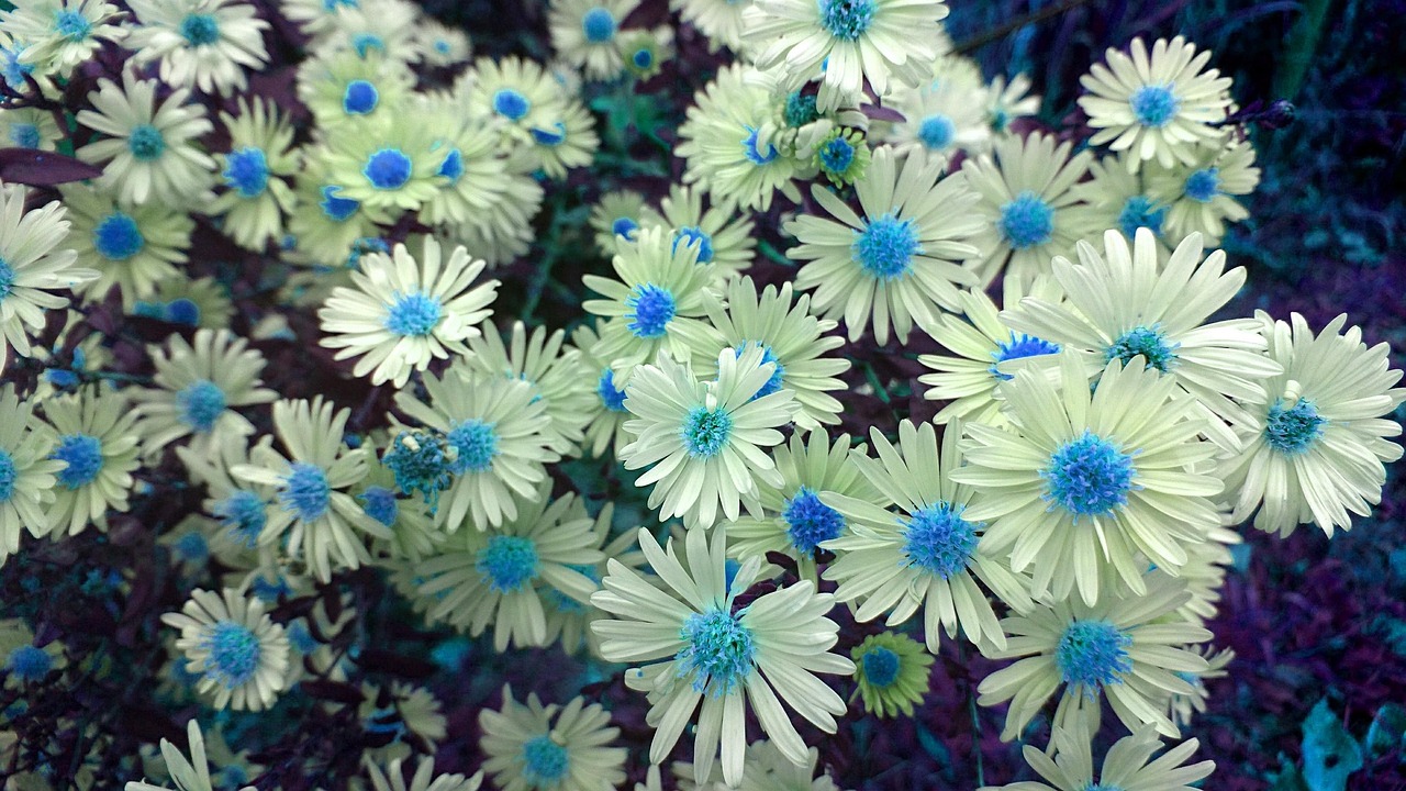 Flowers Astra Novoblogika - Free photo on Pixabay - Pixabay