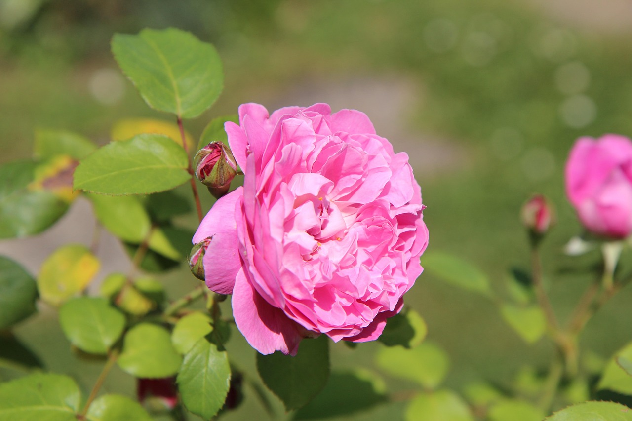 Pink Rose Rosier English - Free photo on Pixabay