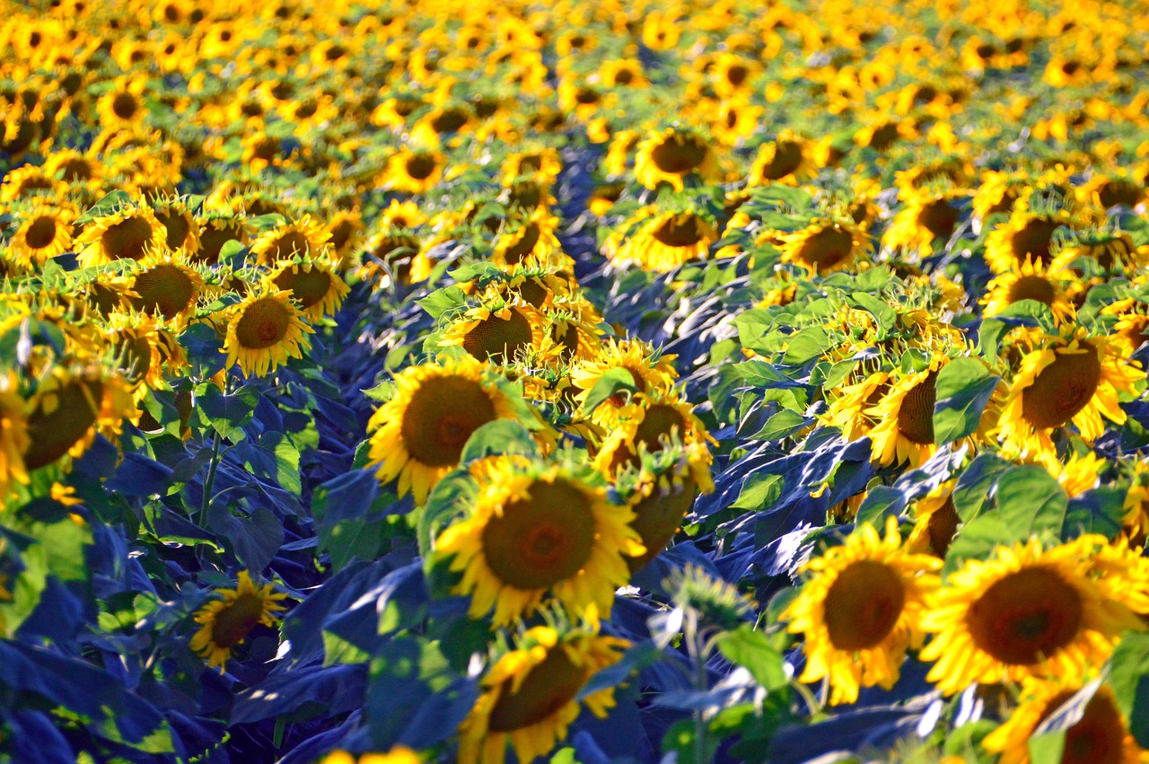 Tournesol Champ De Jaune - Photo gratuite sur Pixabay - Pixabay