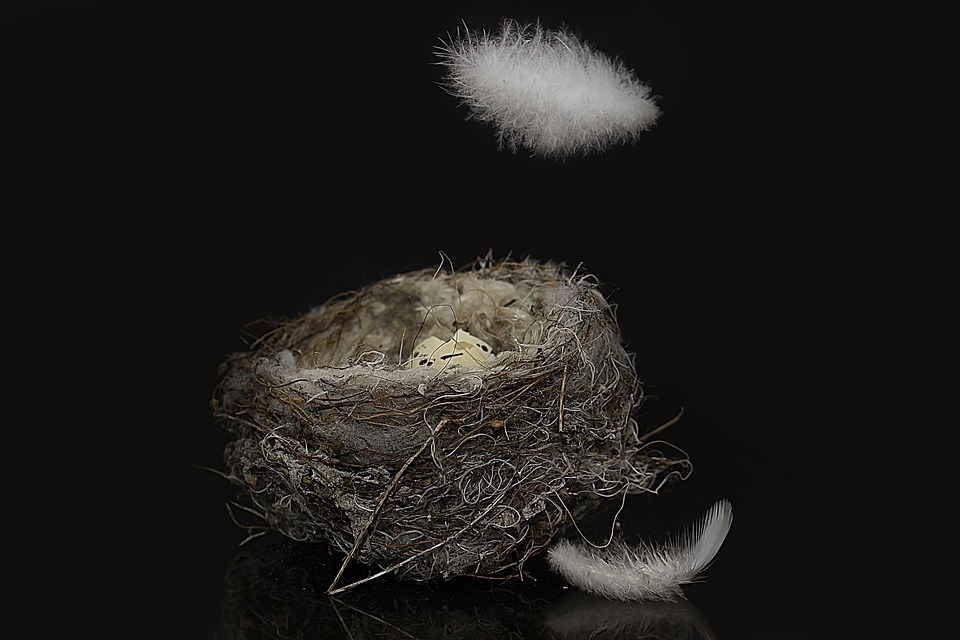 Bird Nest Egg Shells Feathers - Free photo on Pixabay