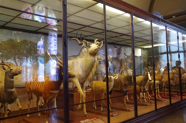 Museum The Animals Stuffed - Free photo on Pixabay