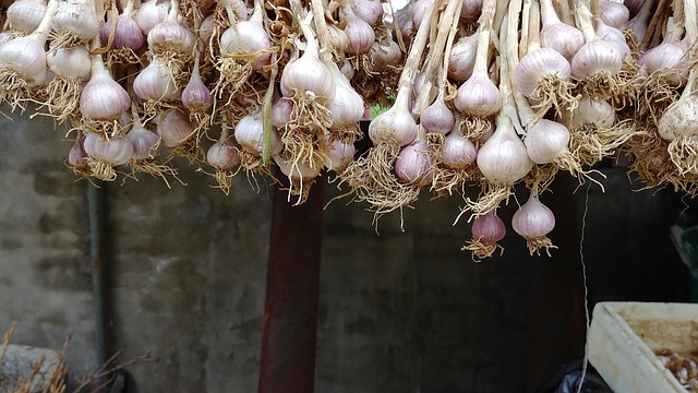Garlic Rural Fruit Sejong - Free photo on Pixabay - Pixabay
