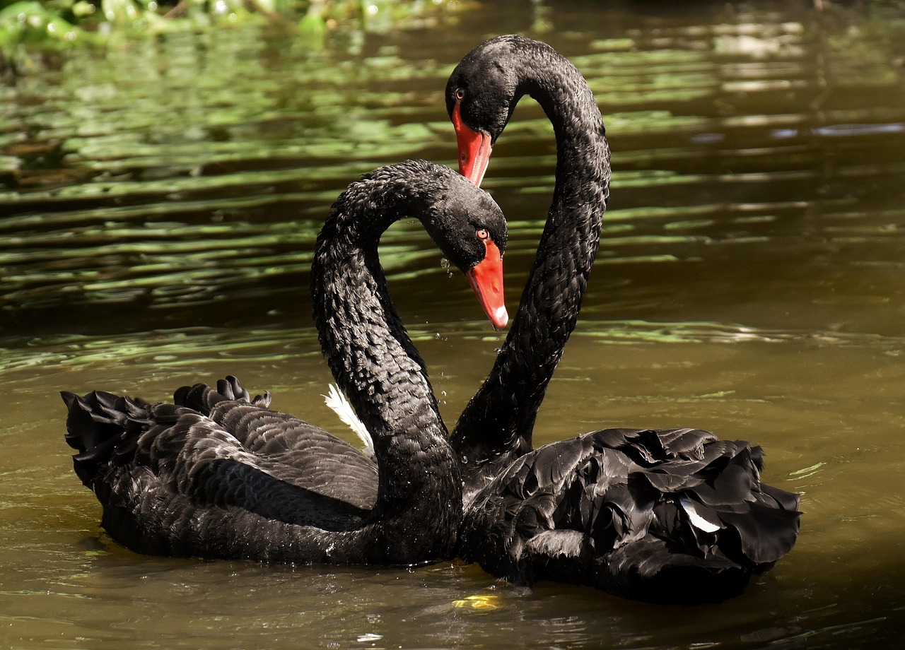 20,000+ Free Black Swan & Swan Images - Pixabay