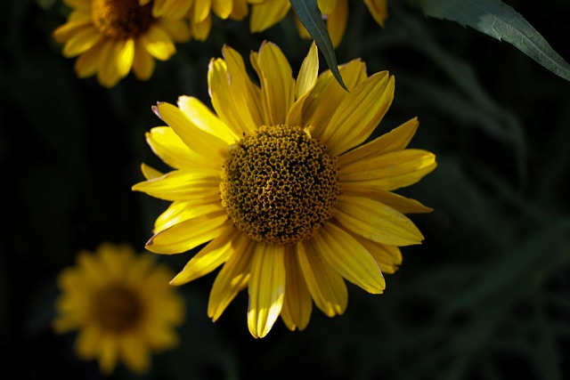 Bunga Matahari Kuning Alam Musim - Foto gratis di Pixabay - Pixabay
