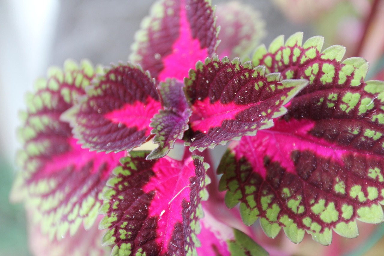 Nature Jardin Plantes - Photo gratuite sur Pixabay - Pixabay