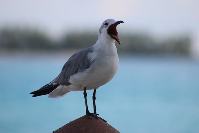 Seagull Seabird Wildlife - Free photo on Pixabay