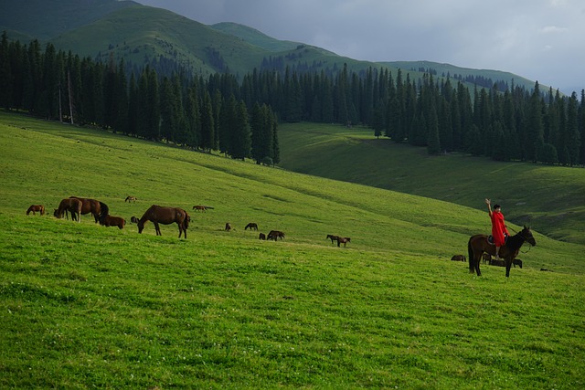 Más de 5 000 imágenes gratis de Praderas y Naturaleza - Pixabay