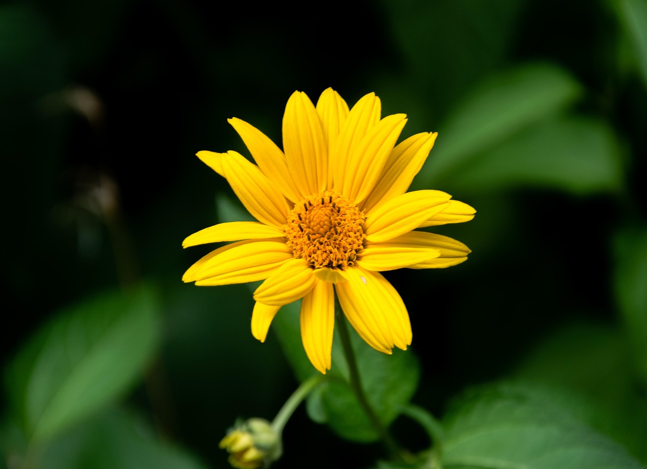 Flower Plant Nature - Free photo on Pixabay - Pixabay