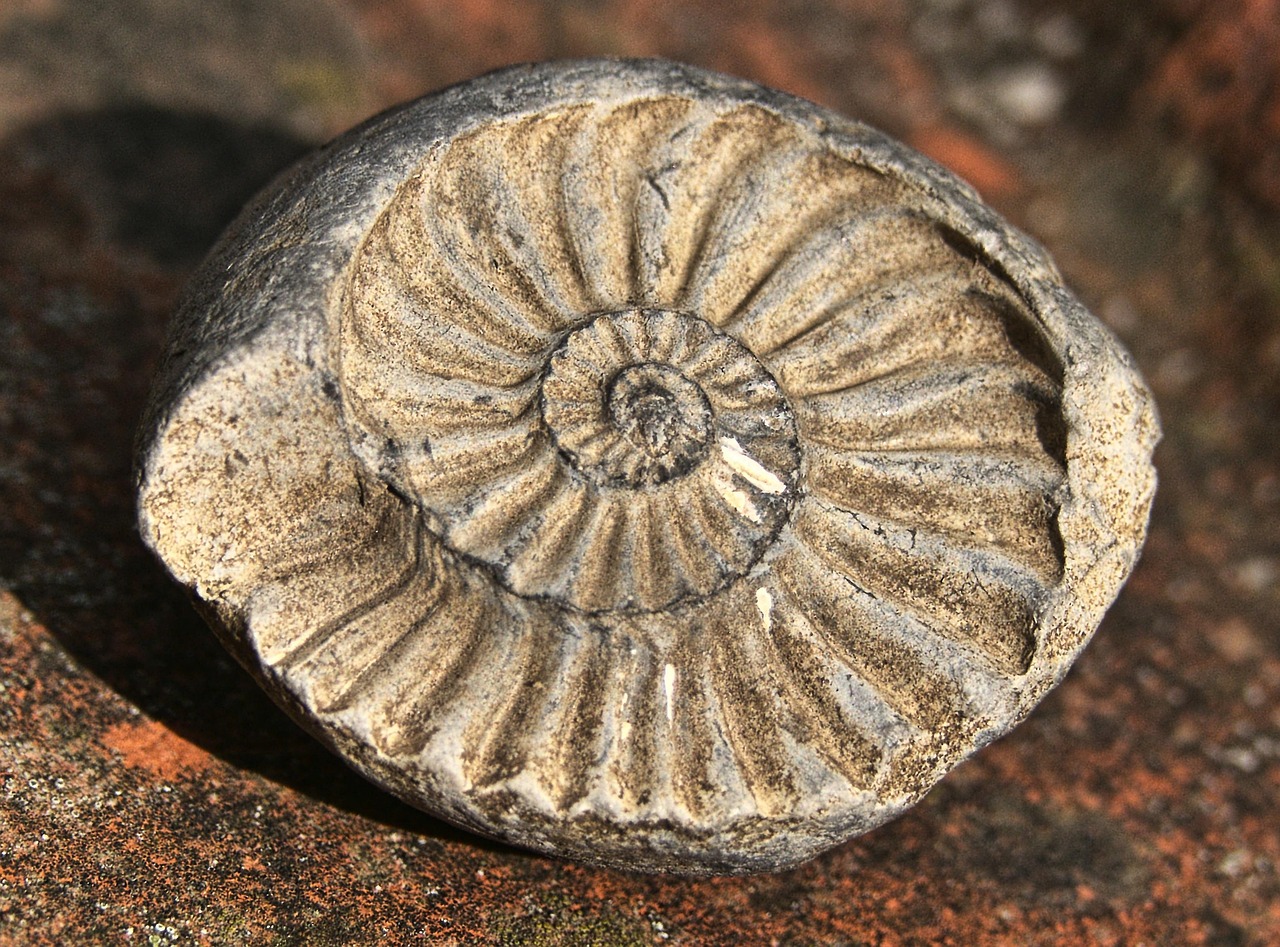 Petrification Fossilized Ammonite Free Photo On Pixabay Pixabay Petrification Fossilized Ammonite Free Photo On Pixabay Pixabay