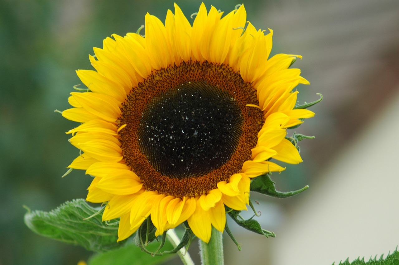 Flora Nature Flower - Free photo on Pixabay - Pixabay