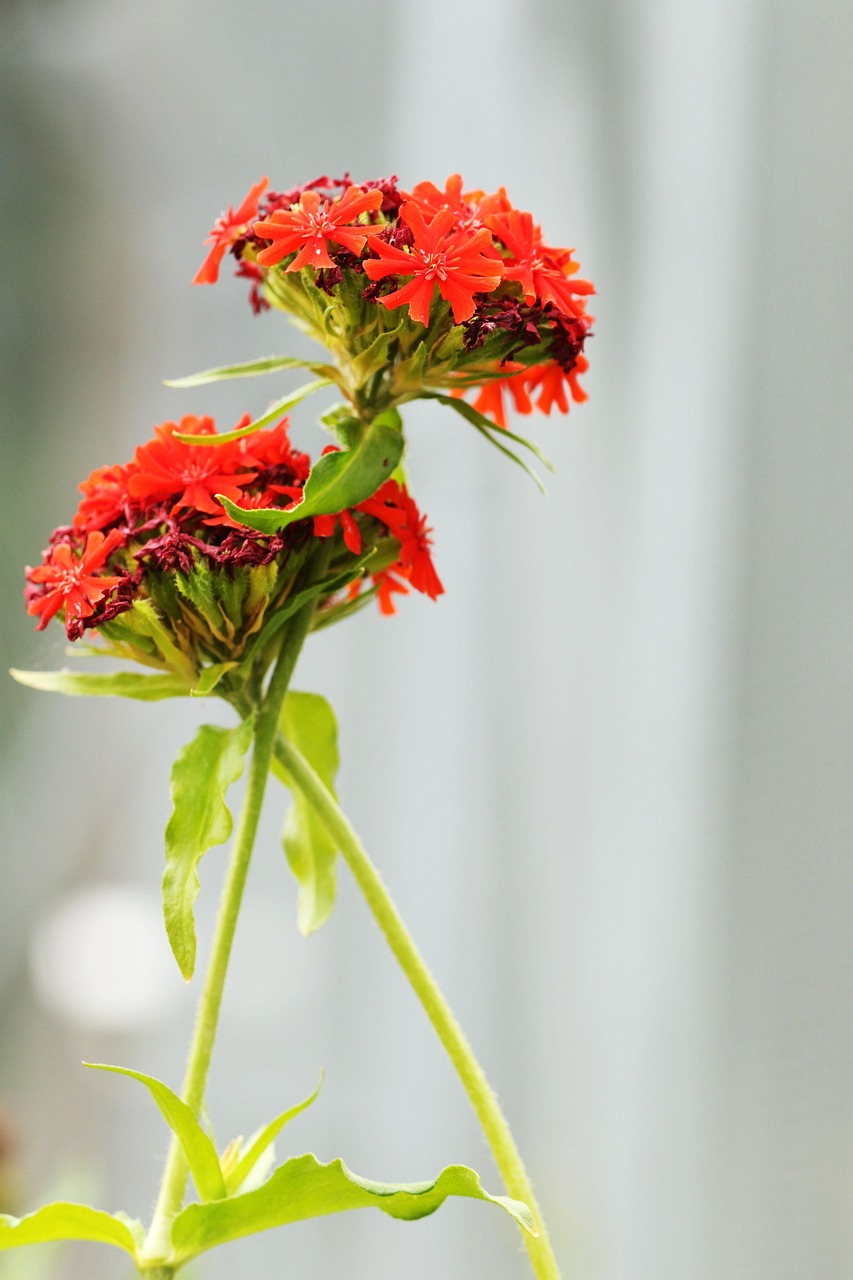Sommerblume 6 Buchstaben