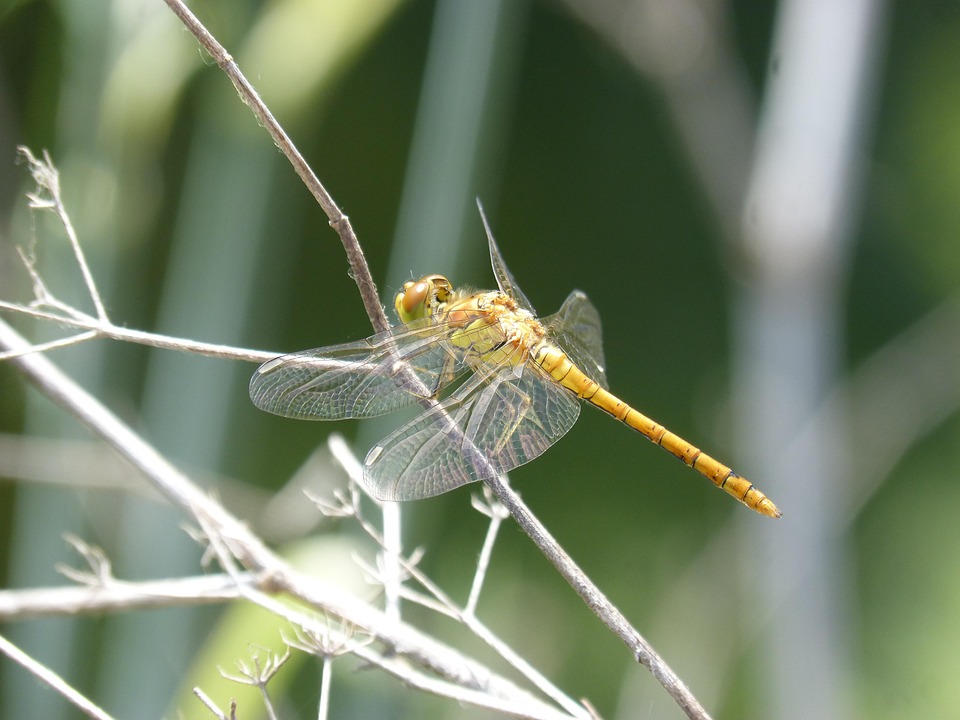 Ibélula Libellule Jaune Détail - Photo gratuite sur Pixabay - Pixabay