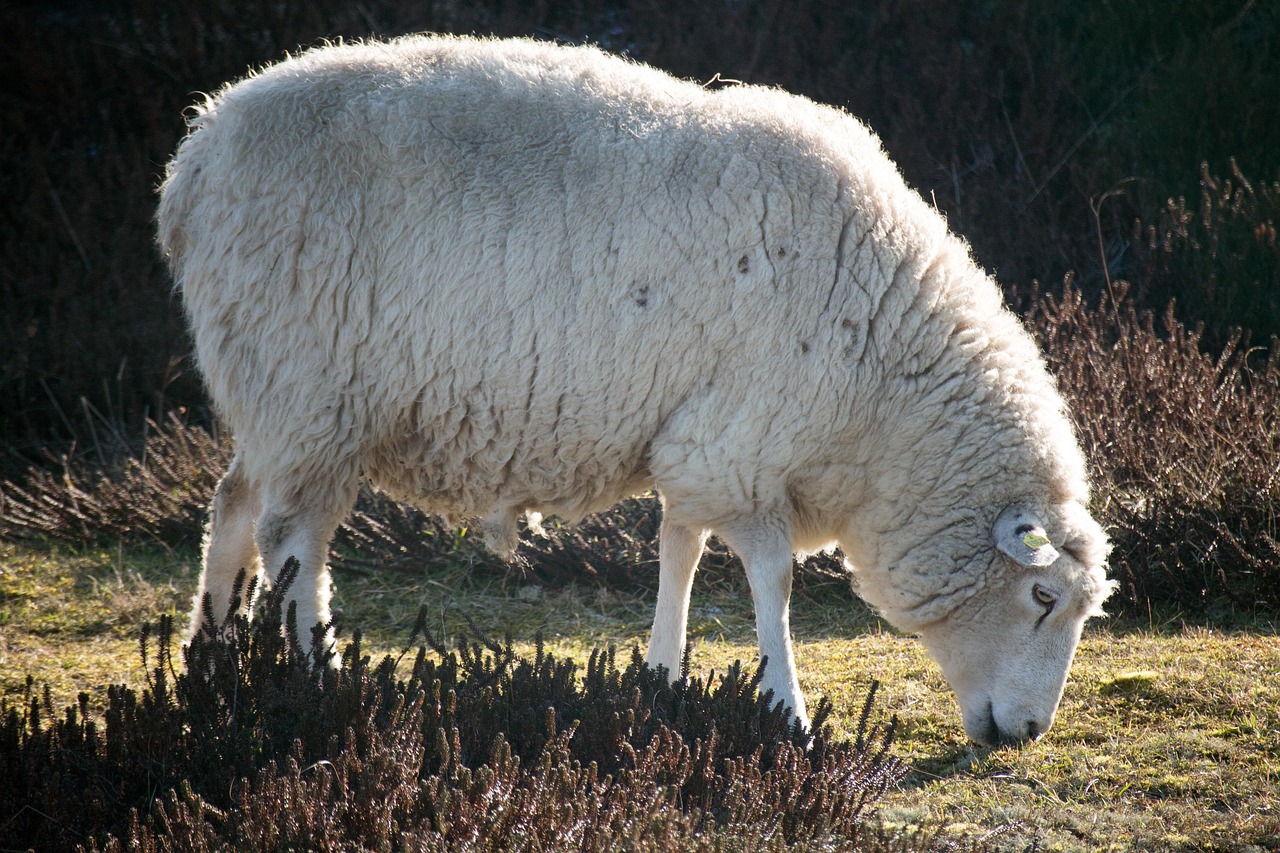 Schaf Tier Sylt - Kostenloses Foto auf Pixabay