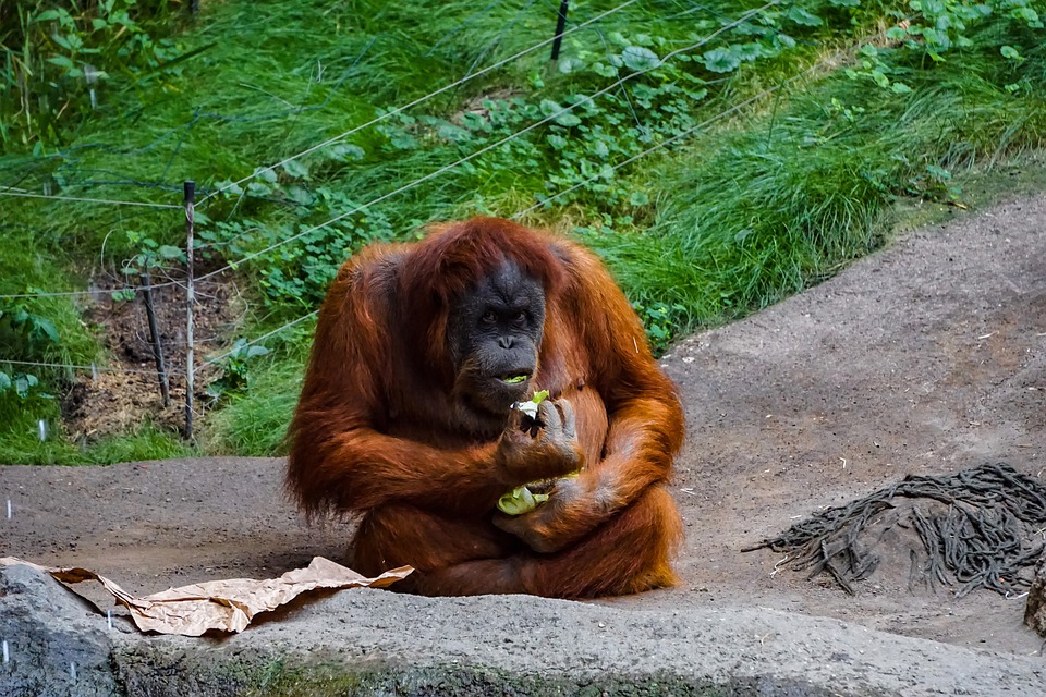 Orang Utan Ape Primate - Free photo on Pixabay