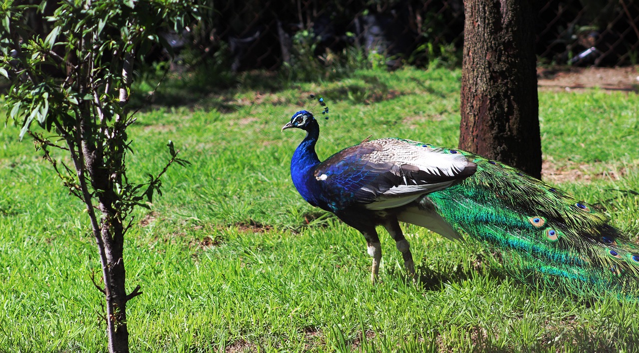 La Nature Paon Vert - Photo gratuite sur Pixabay - Pixabay