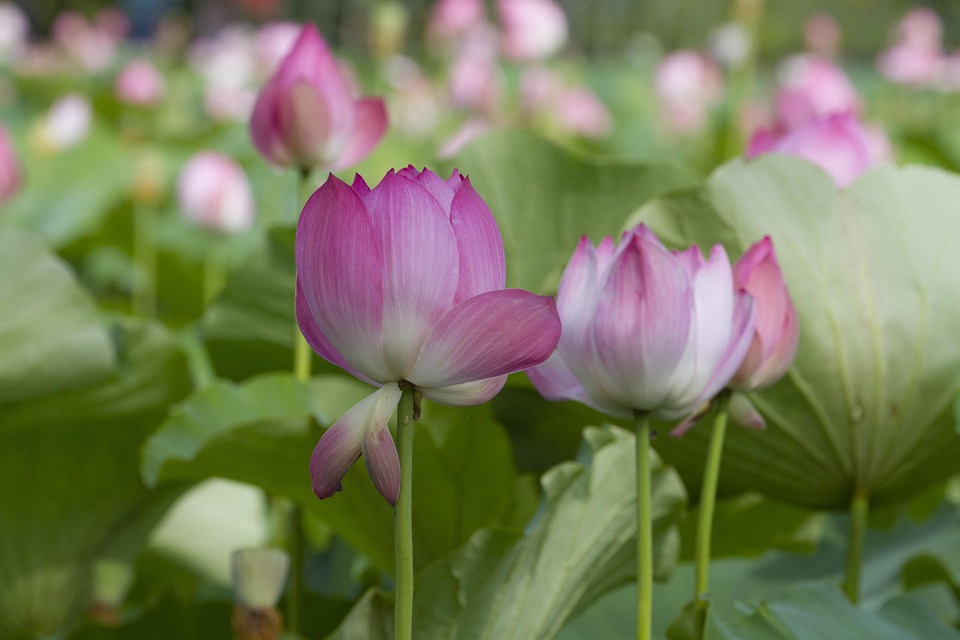 Lotus Nature Pond - Free photo on Pixabay