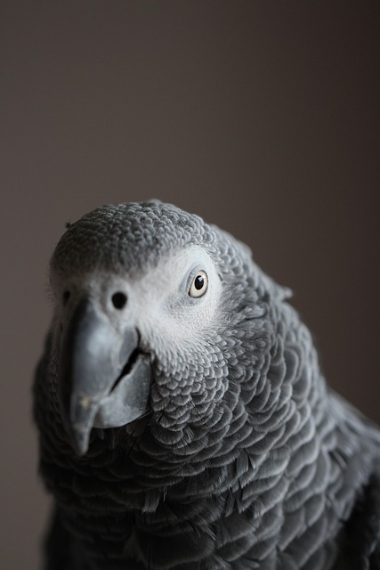 Burung Beo African Grey - Foto gratis di Pixabay - Pixabay