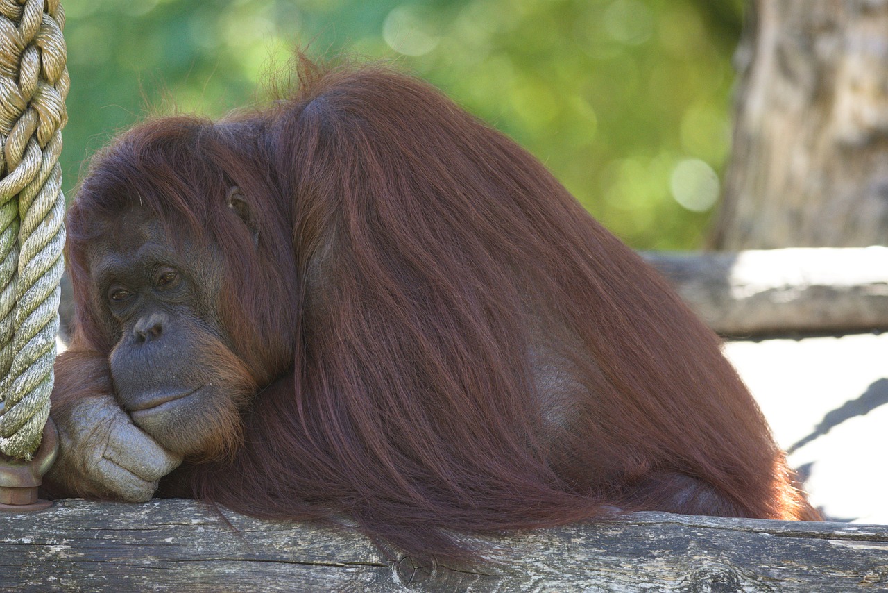 50,000+ Free Gambar Orang Musyawarah & Orangutan Images - Pixabay