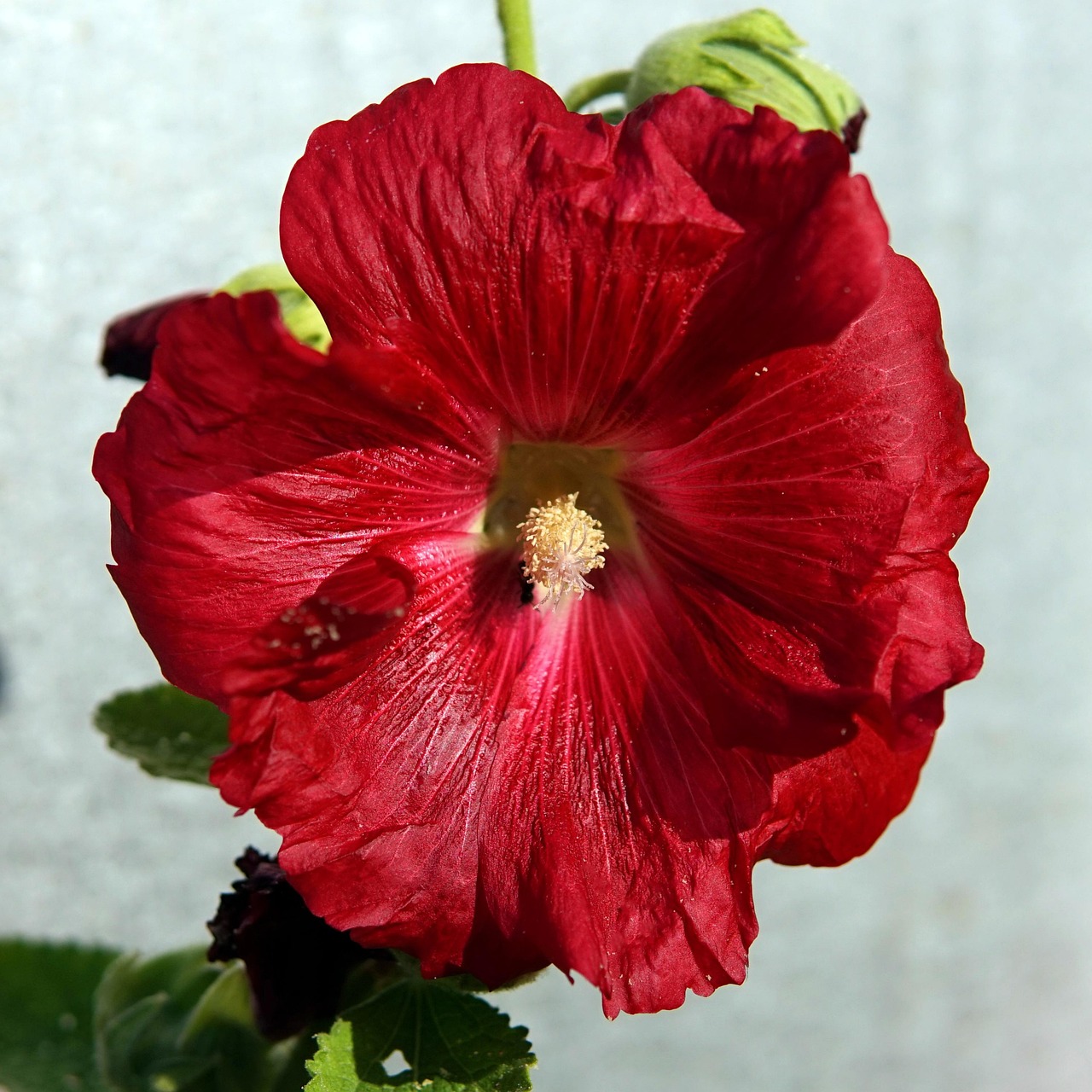 Malva Loca Rojo Flor De - Foto gratis en Pixabay - Pixabay