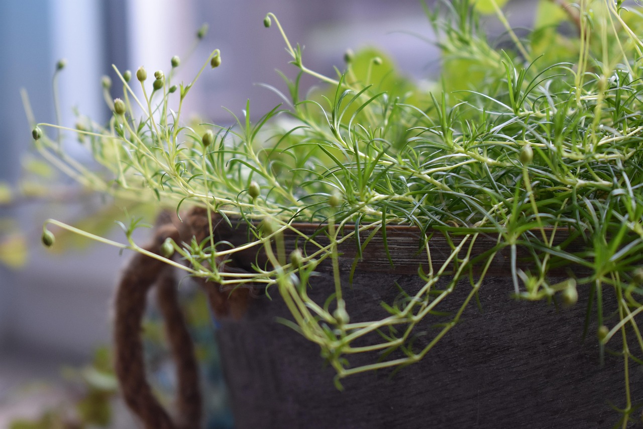 Plante Vert La Nature - Photo gratuite sur Pixabay - Pixabay