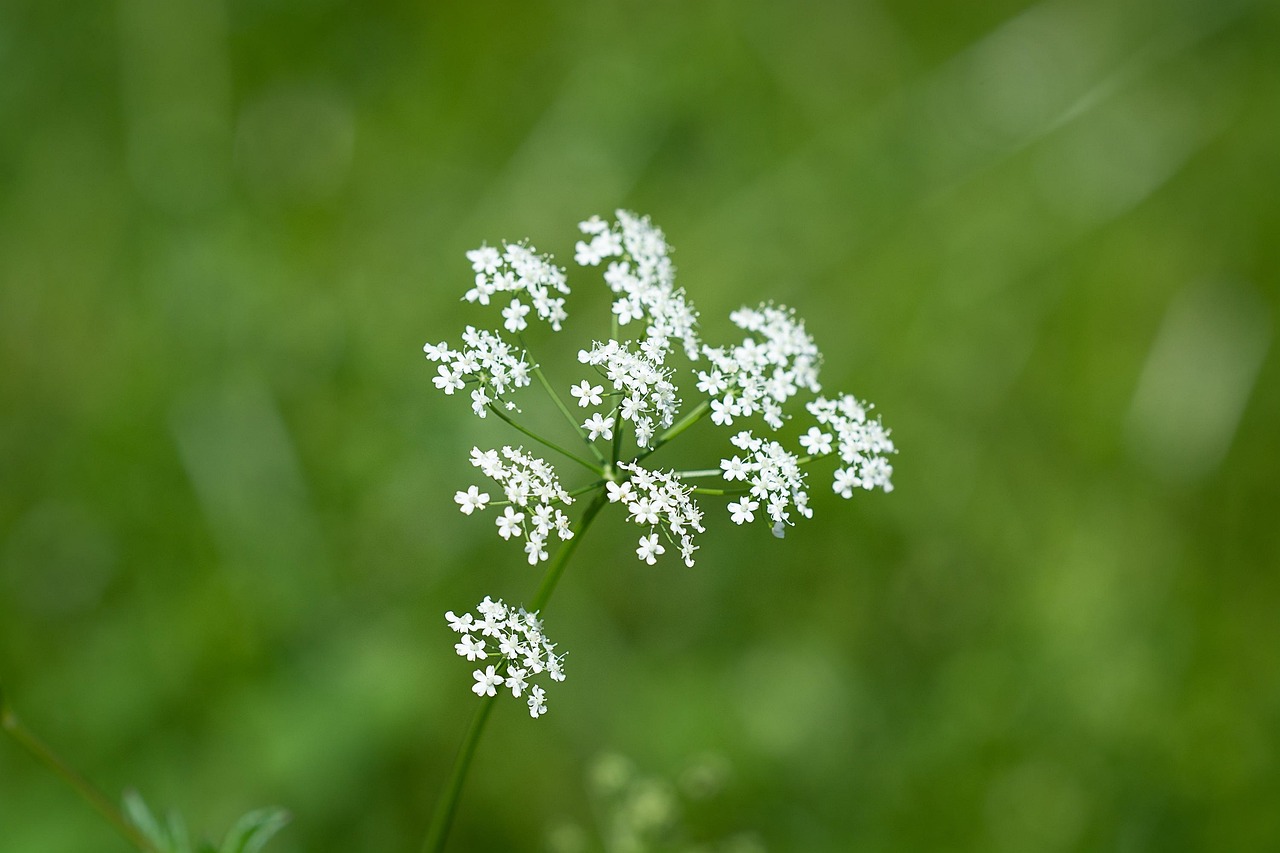 Planta Flores Blanco Pequeñas - Foto gratis en Pixabay