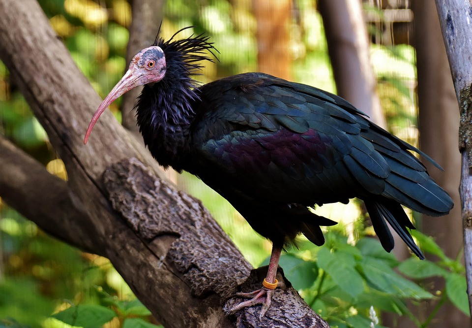 Bald Ibis Portrait Bird Geronticus - Free photo on Pixabay