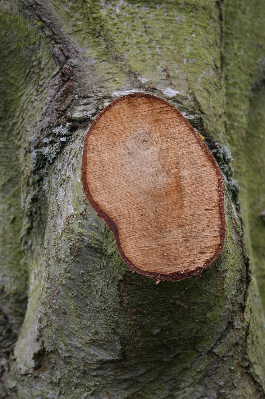 Wood Tree Sawn - Free photo on Pixabay