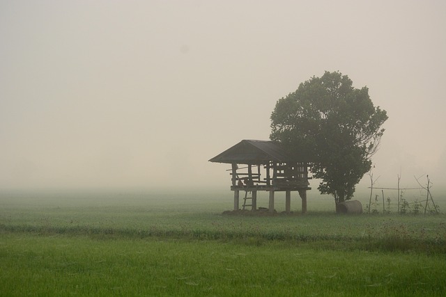 Morning Mist Field - Free photo on Pixabay