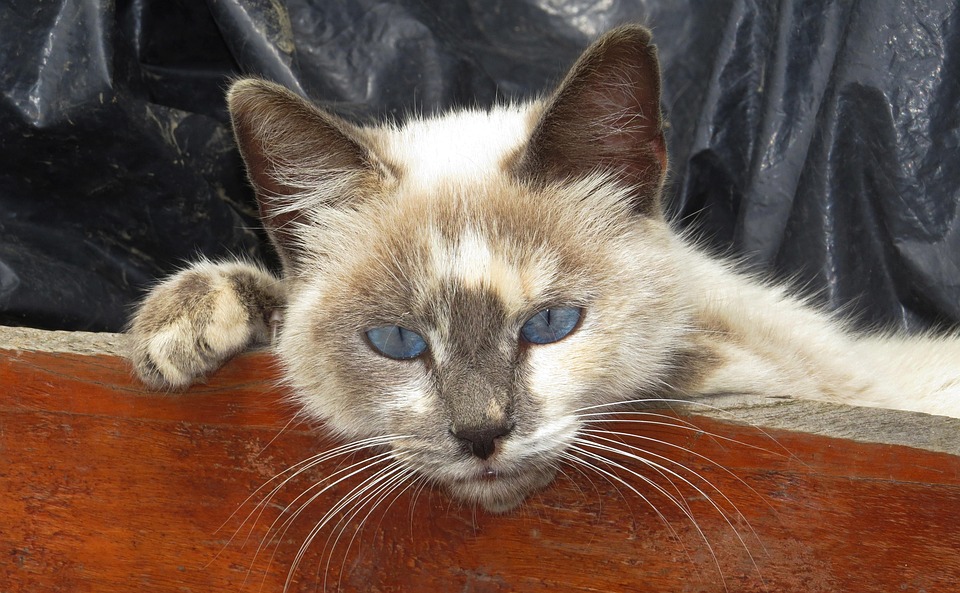 Nature Feline Domestic Cat - Free photo on Pixabay - Pixabay