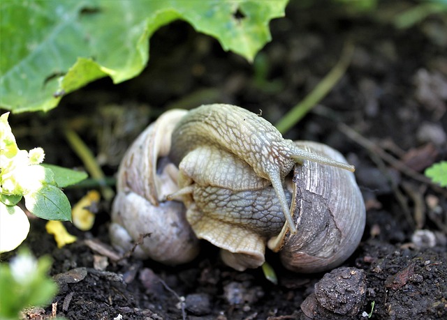 Escargots La Reproduction Escargot - Photo gratuite sur Pixabay - Pixabay