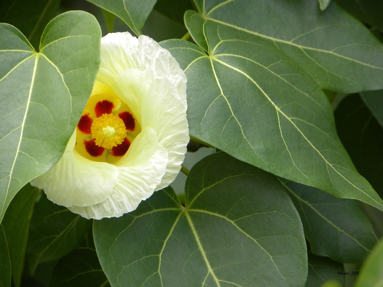 Flor Amarillo Bloom - Foto gratis en Pixabay - Pixabay