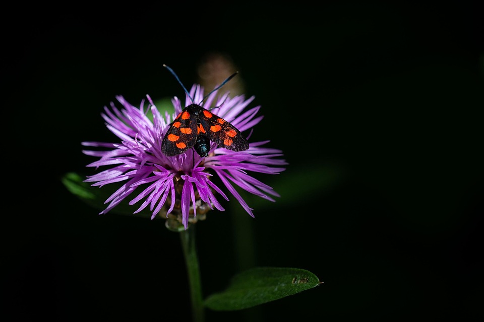 Bunga Hutan-Knapweed Hutan - Foto gratis di Pixabay - Pixabay